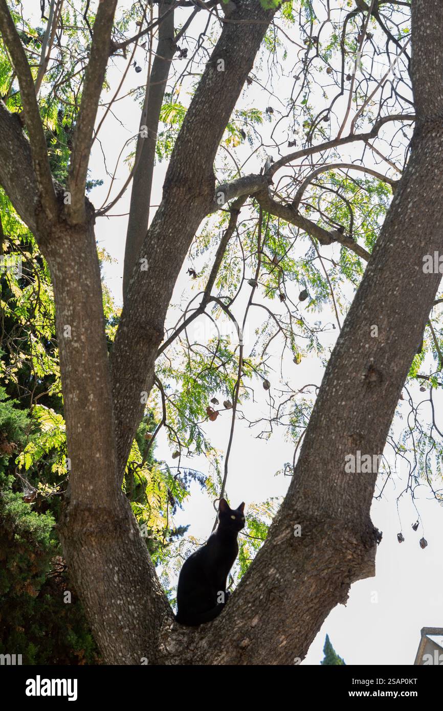 A charming black cat perched on a tree branch Stock Photo - Alamy