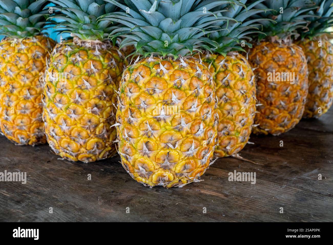 Pineapple farm in Santa Rita, Panama Stock Photo - Alamy