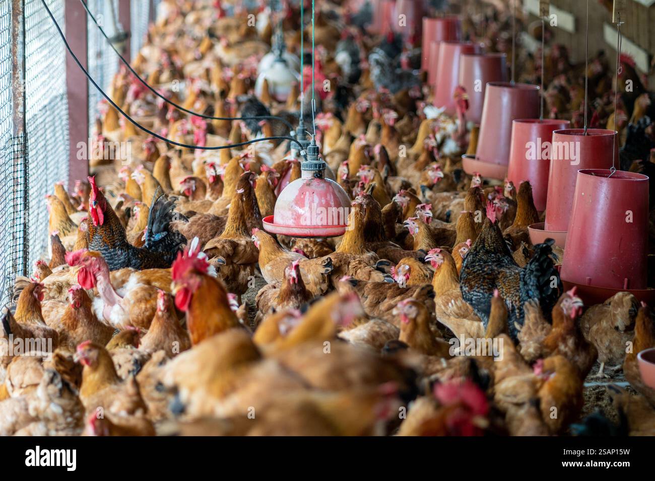 Barn flock poultry hi-res stock photography and images - Alamy