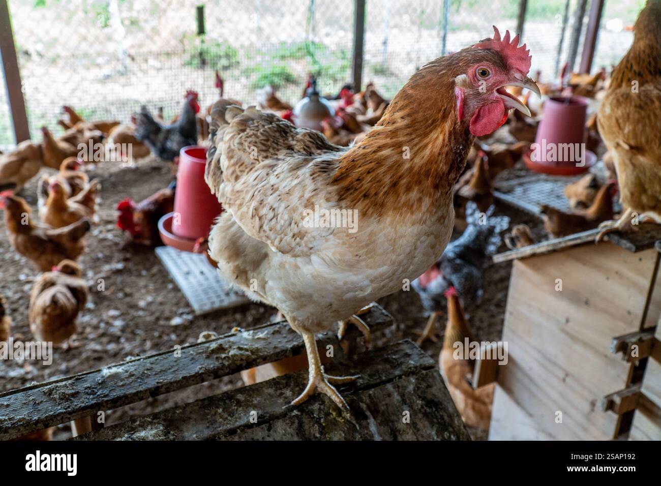 Chicken clucking in Poultry Farm (Armenteros Finca), Panama Stock Photo ...