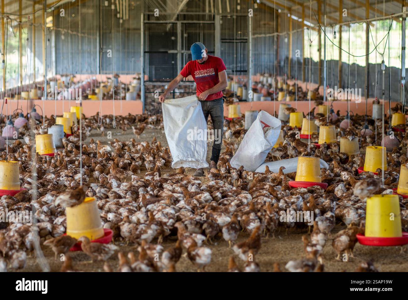 Farm worker in the barn of Poultry Farm (Armenteros Finca), Panama ...