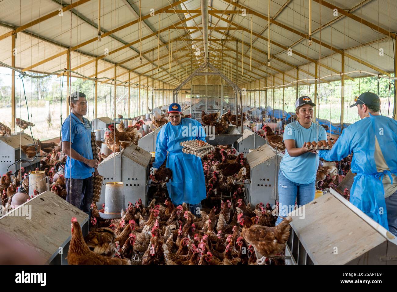 Farmers in the barn of the Poultry Farm (Armenteros Finca), Panama ...