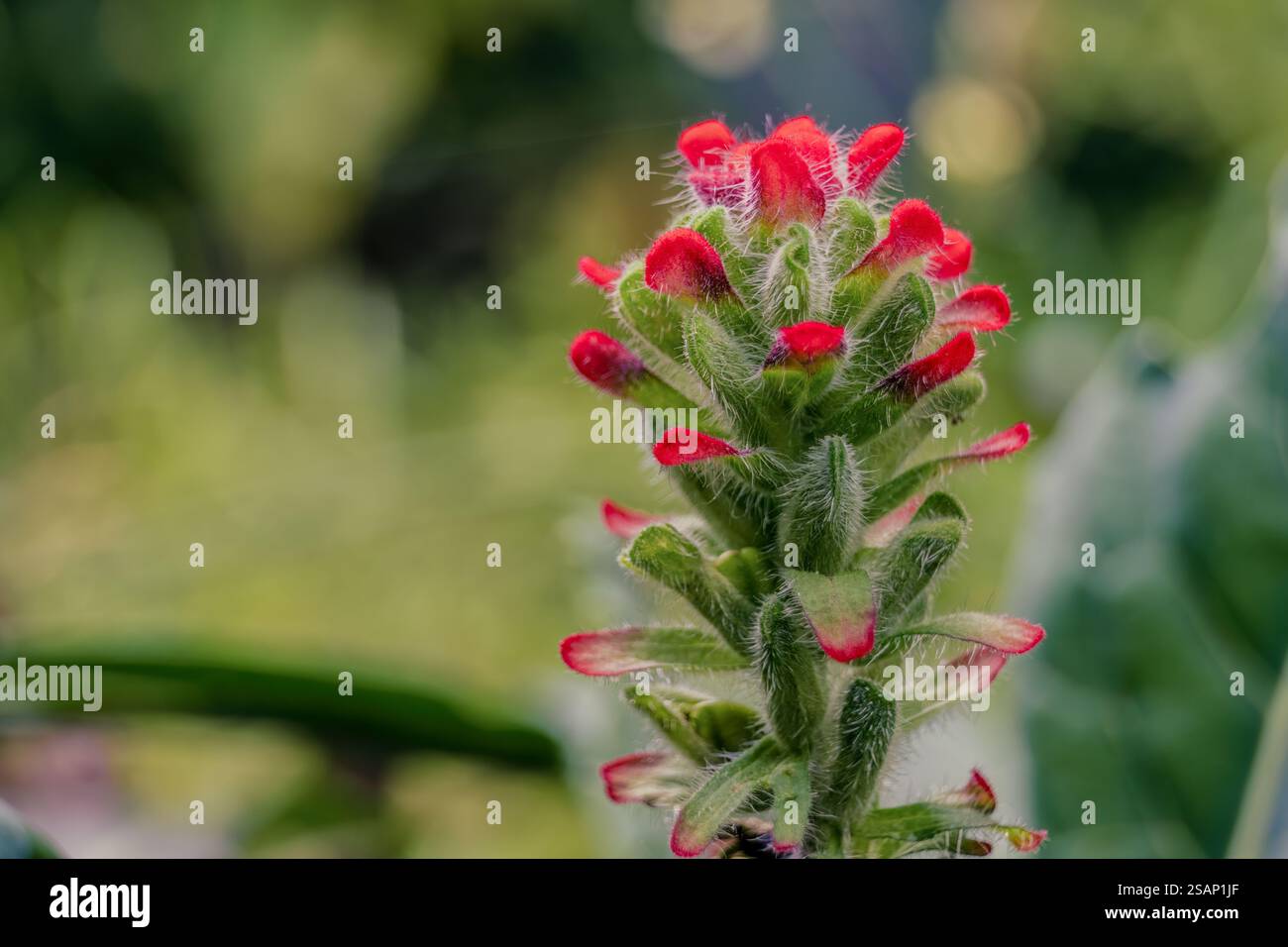 Close-up photography of an Indian paintbrush plant, captured in a field ...