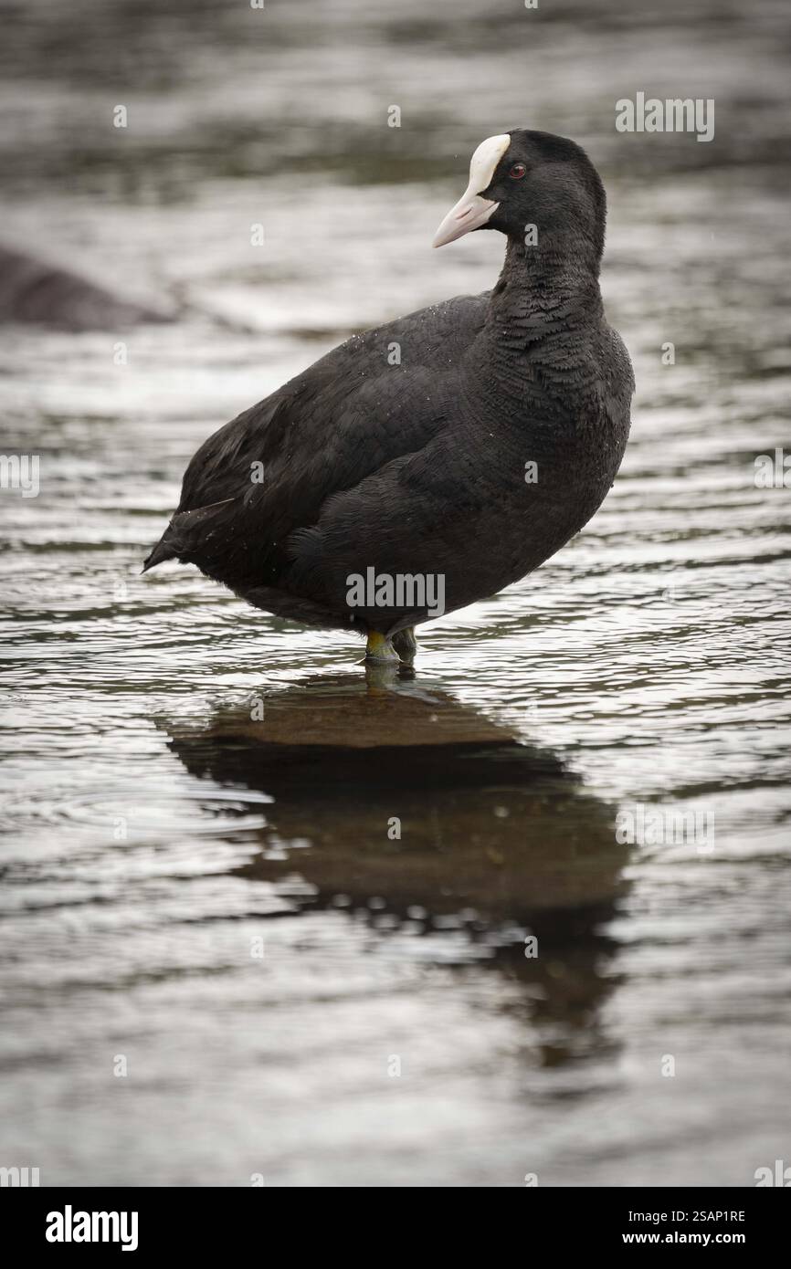 Fauna selvatica fotografia hi-res stock photography and images - Alamy