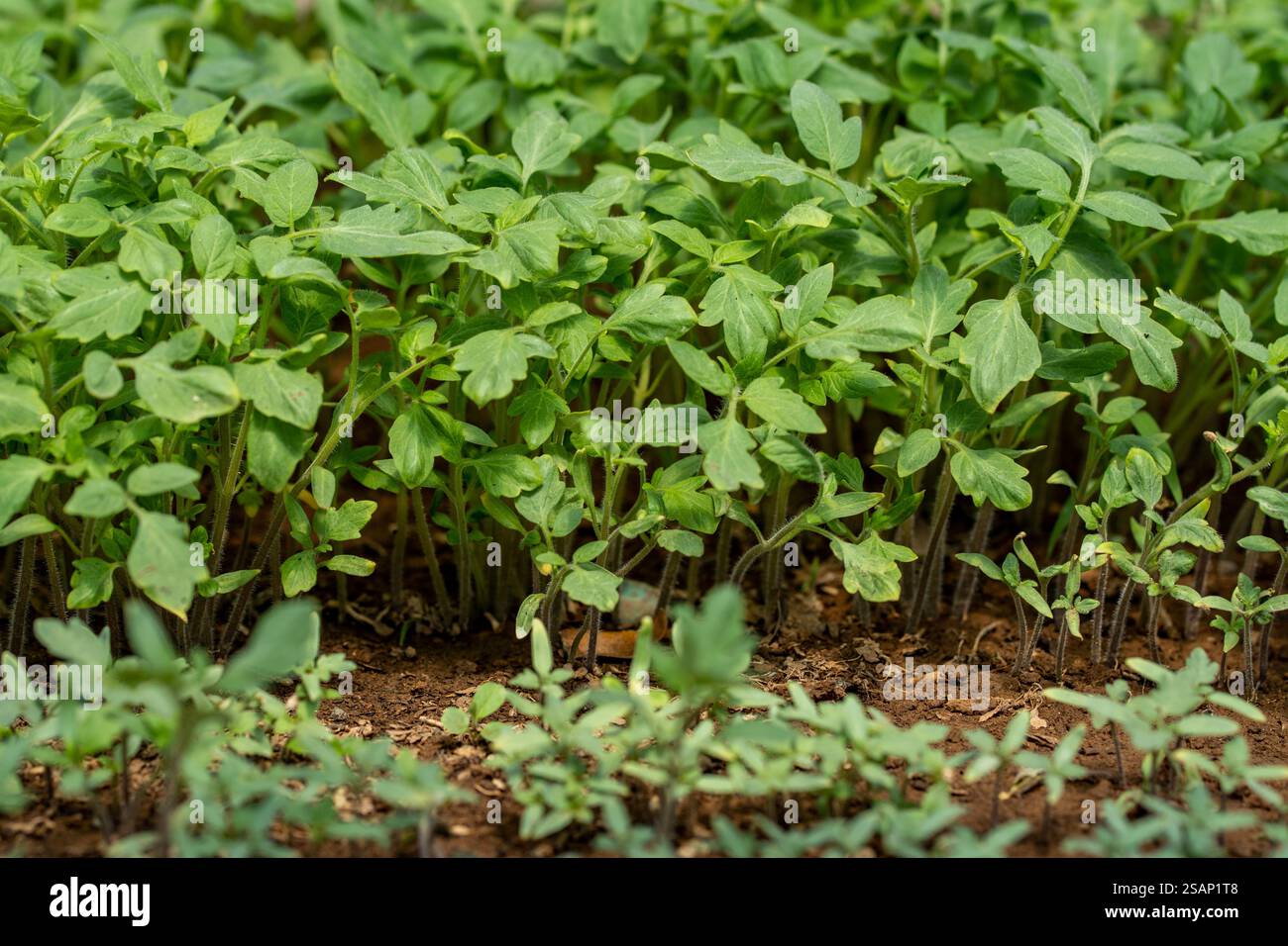 Ministerio de desarrollo agropecuario hi-res stock photography and ...