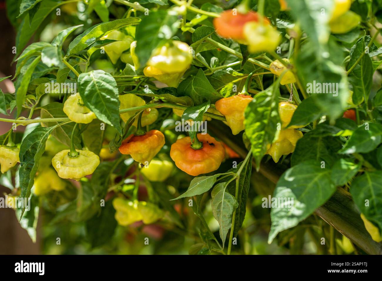 Crops in the MIDA Research Farm, Panama Stock Photo - Alamy