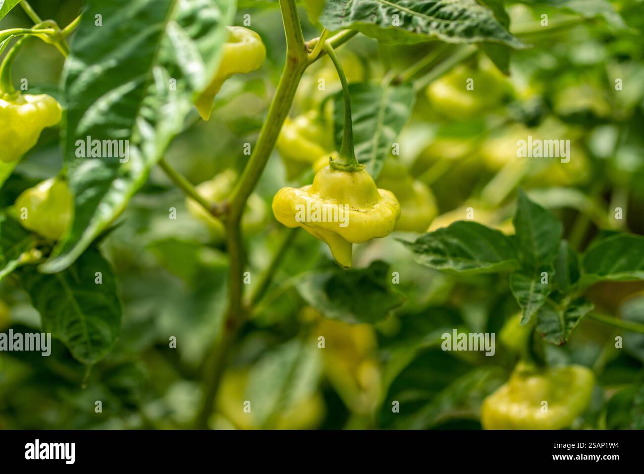 Produce research hi-res stock photography and images - Alamy
