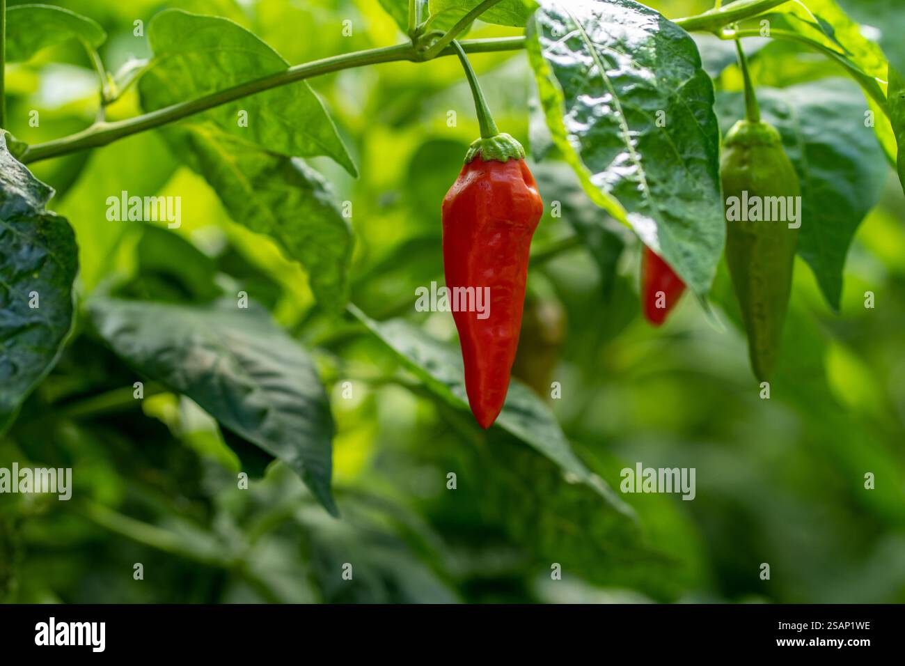 Crops in the MIDA Research Farm, Panama Stock Photo - Alamy