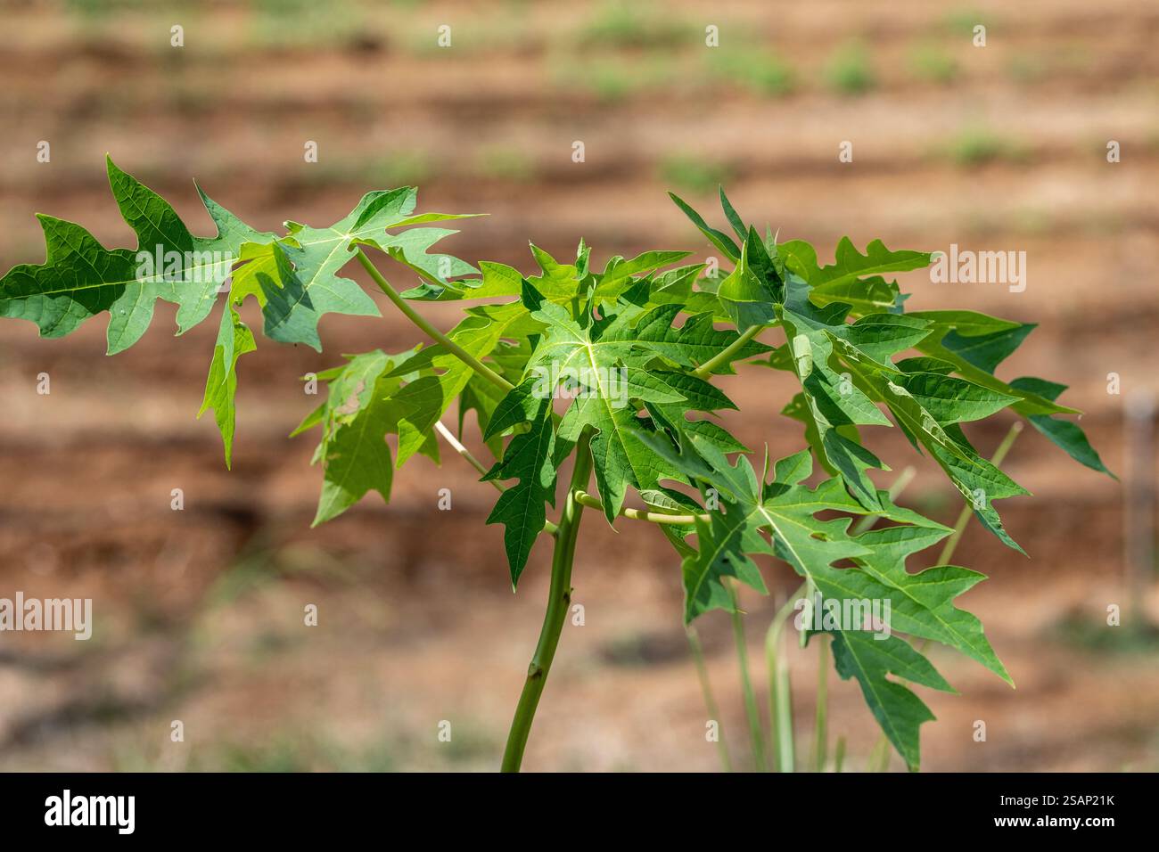 Crops in the MIDA Research Farm, Panama Stock Photo - Alamy