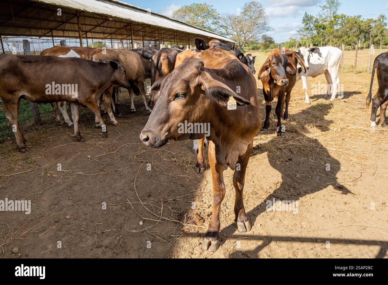 Livestock in Huevos Don Capo - Egg farm, Panama Stock Photo - Alamy