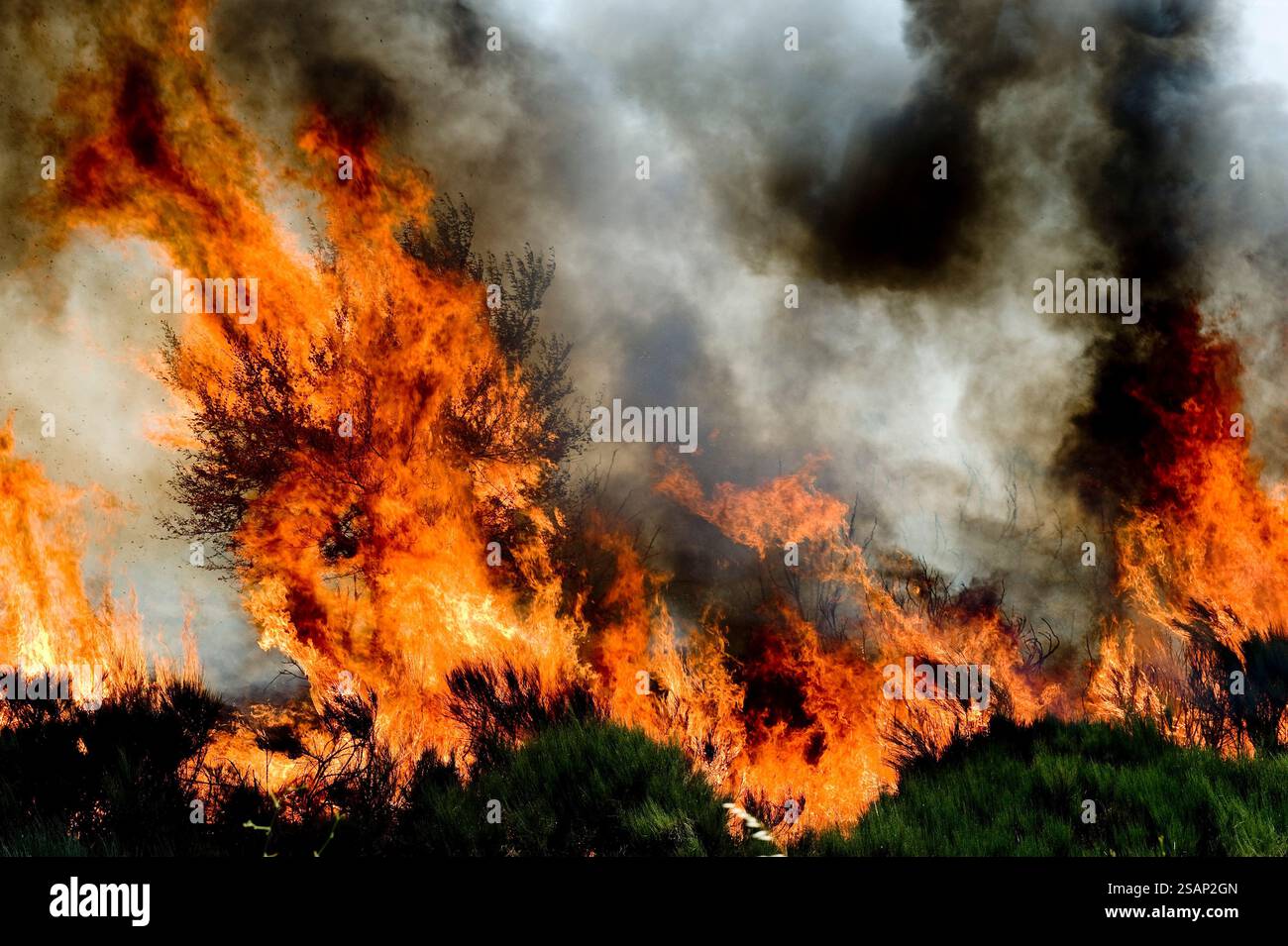 Wild fire hi-res stock photography and images - Alamy