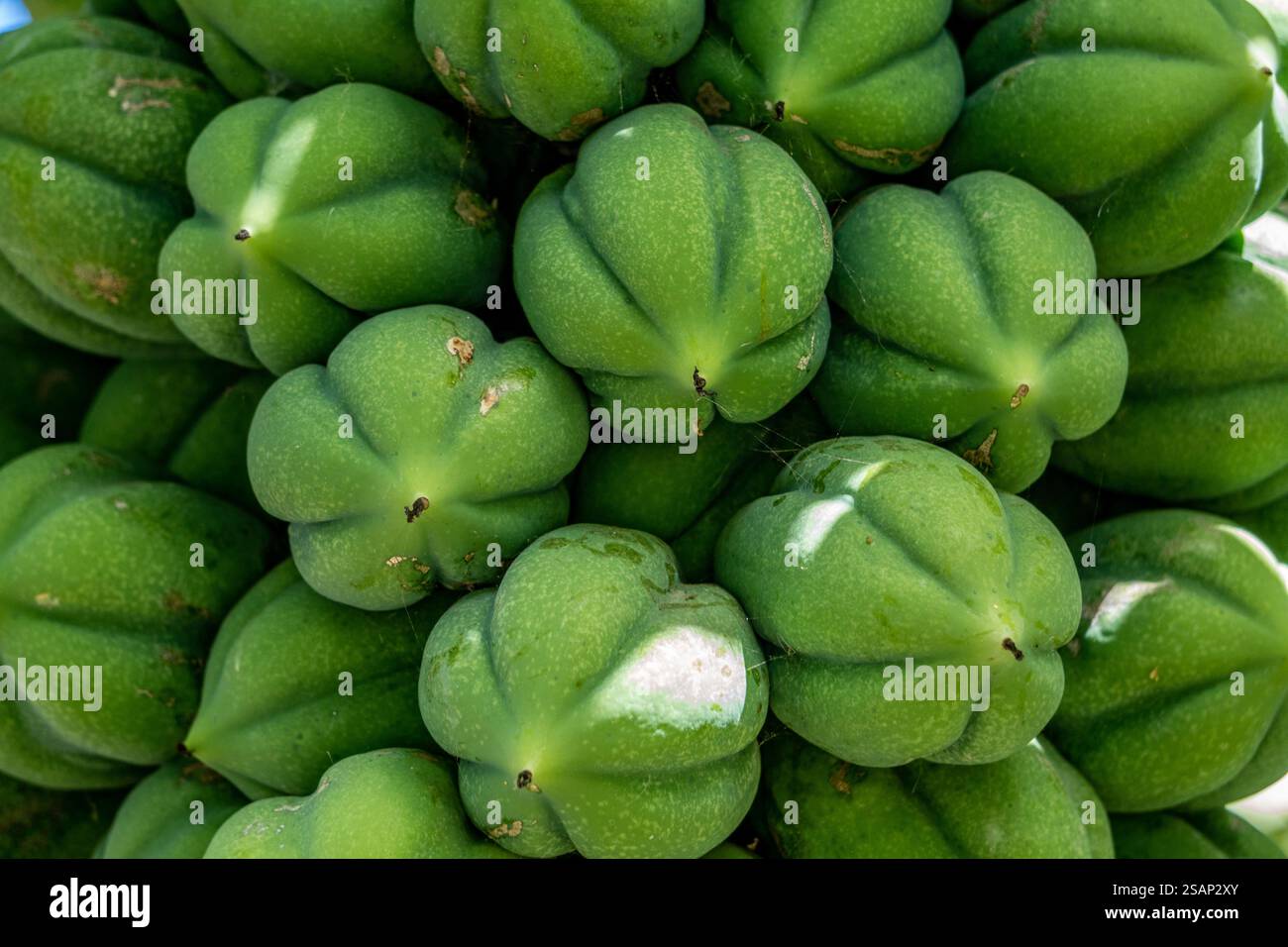 Papayuelo hi-res stock photography and images - Alamy
