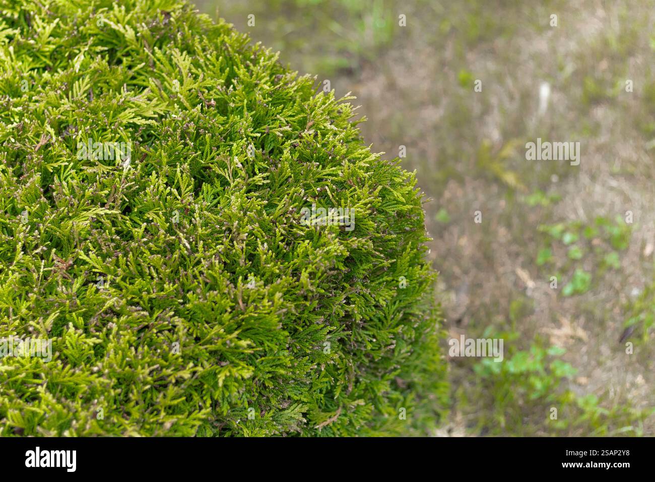 landscaping, a corner of the bush is trimmed in the shape of a cube ...