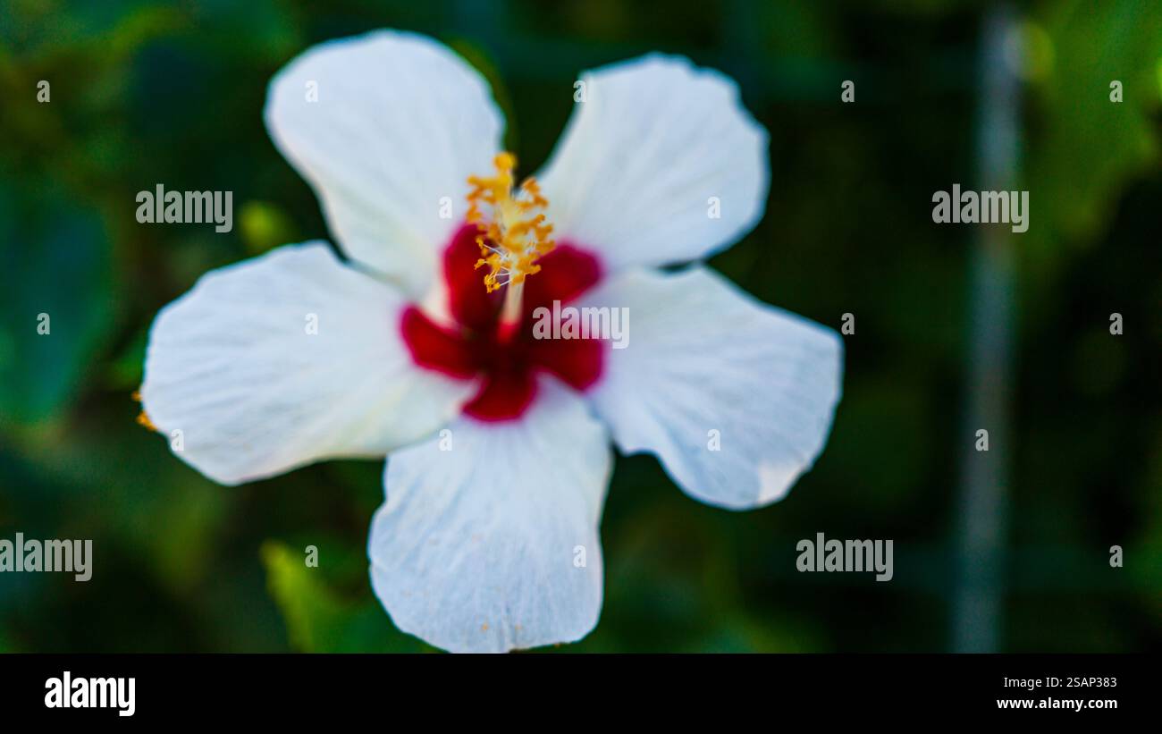 Bermuda botanical garden hi-res stock photography and images - Alamy