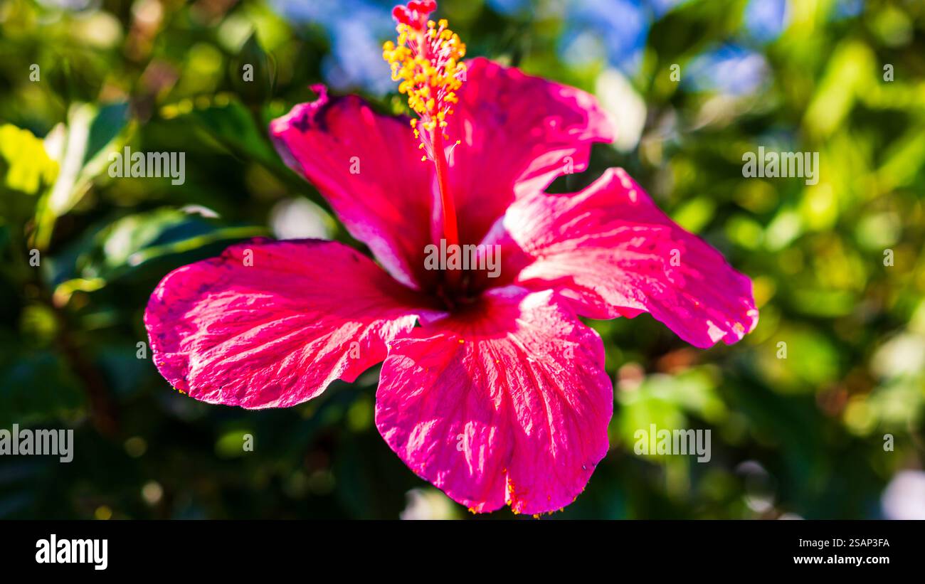 Bermuda botanical garden hi-res stock photography and images - Alamy