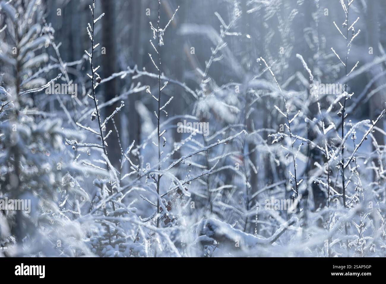 Sun shining on plants covered in snow on a cold autumn day near Delta ...