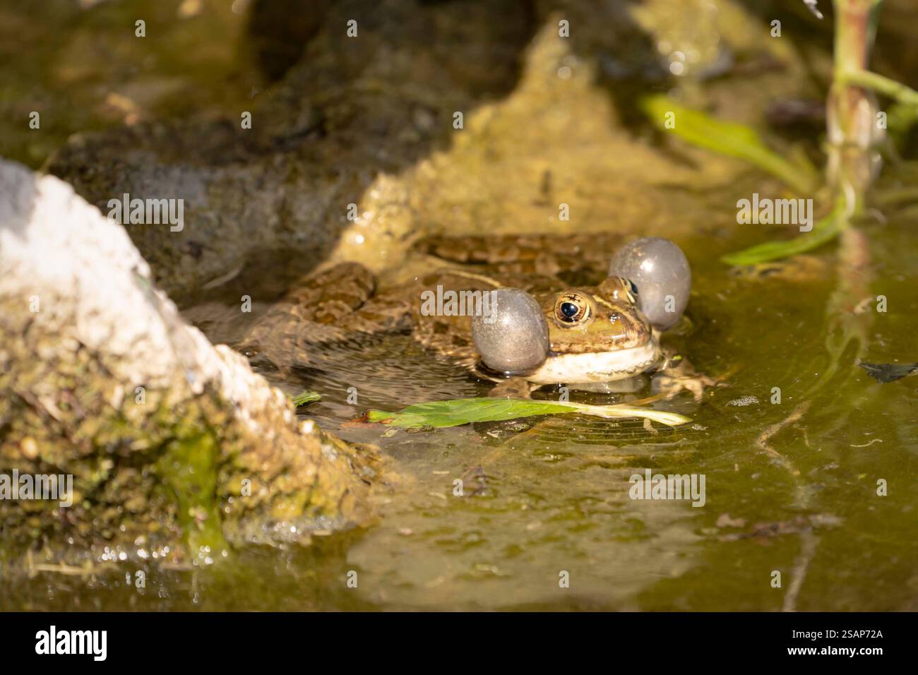 Frogs floating on water hi-res stock photography and images - Alamy