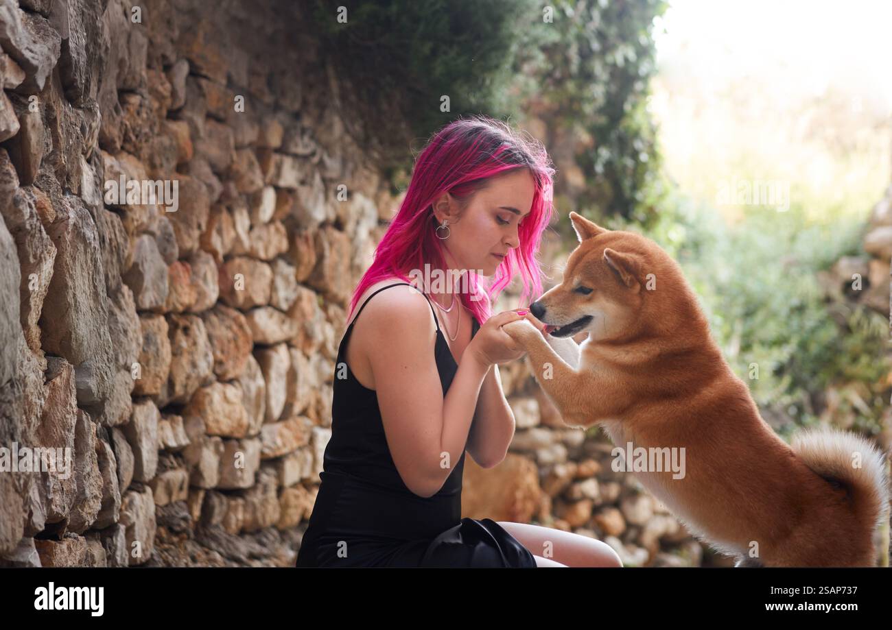 A Shiba Inu playfully interacts with a person with vibrant pink hair in ...