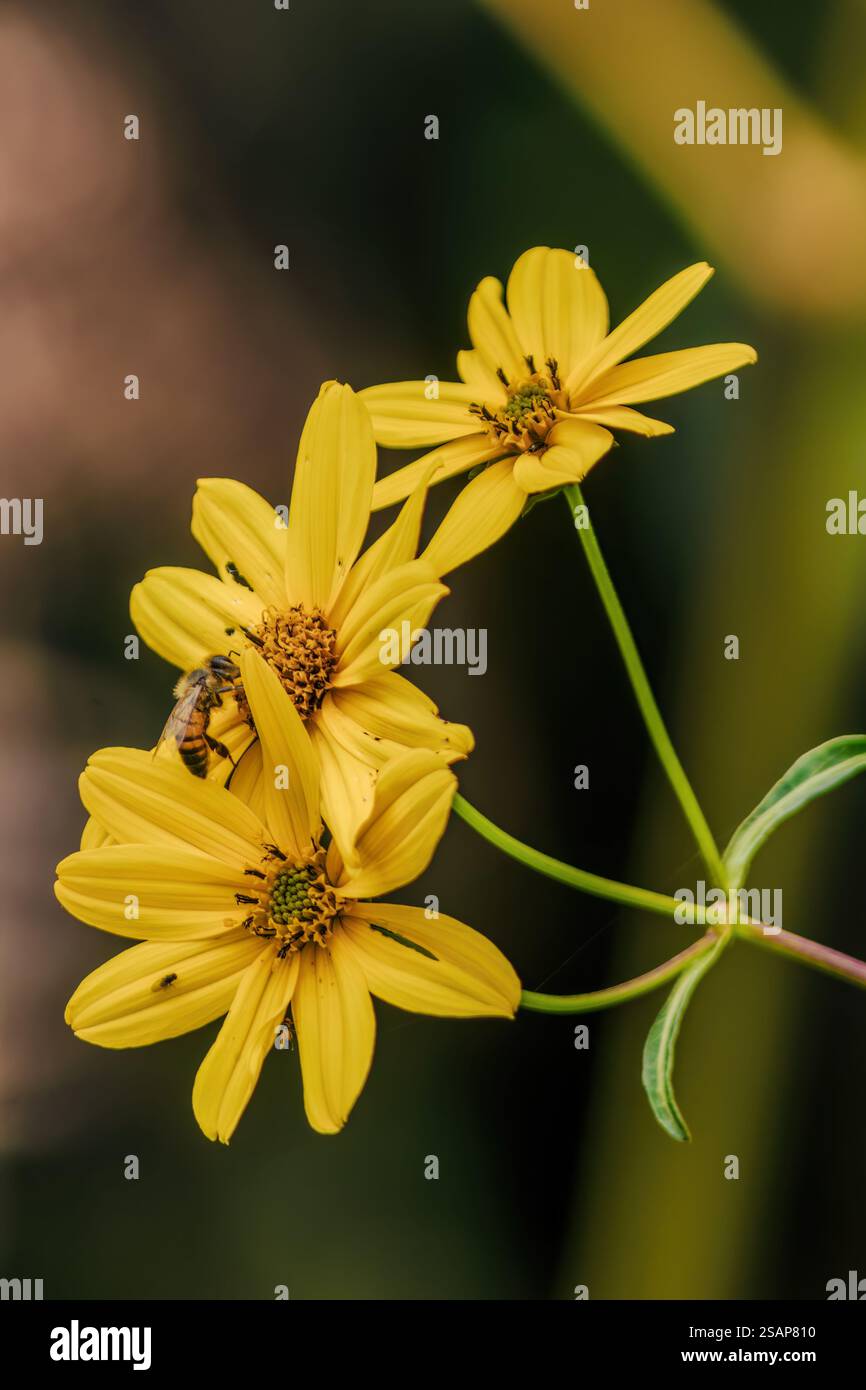 Close-up photography of a bee on Mexican tournesol flowers, in a forest ...