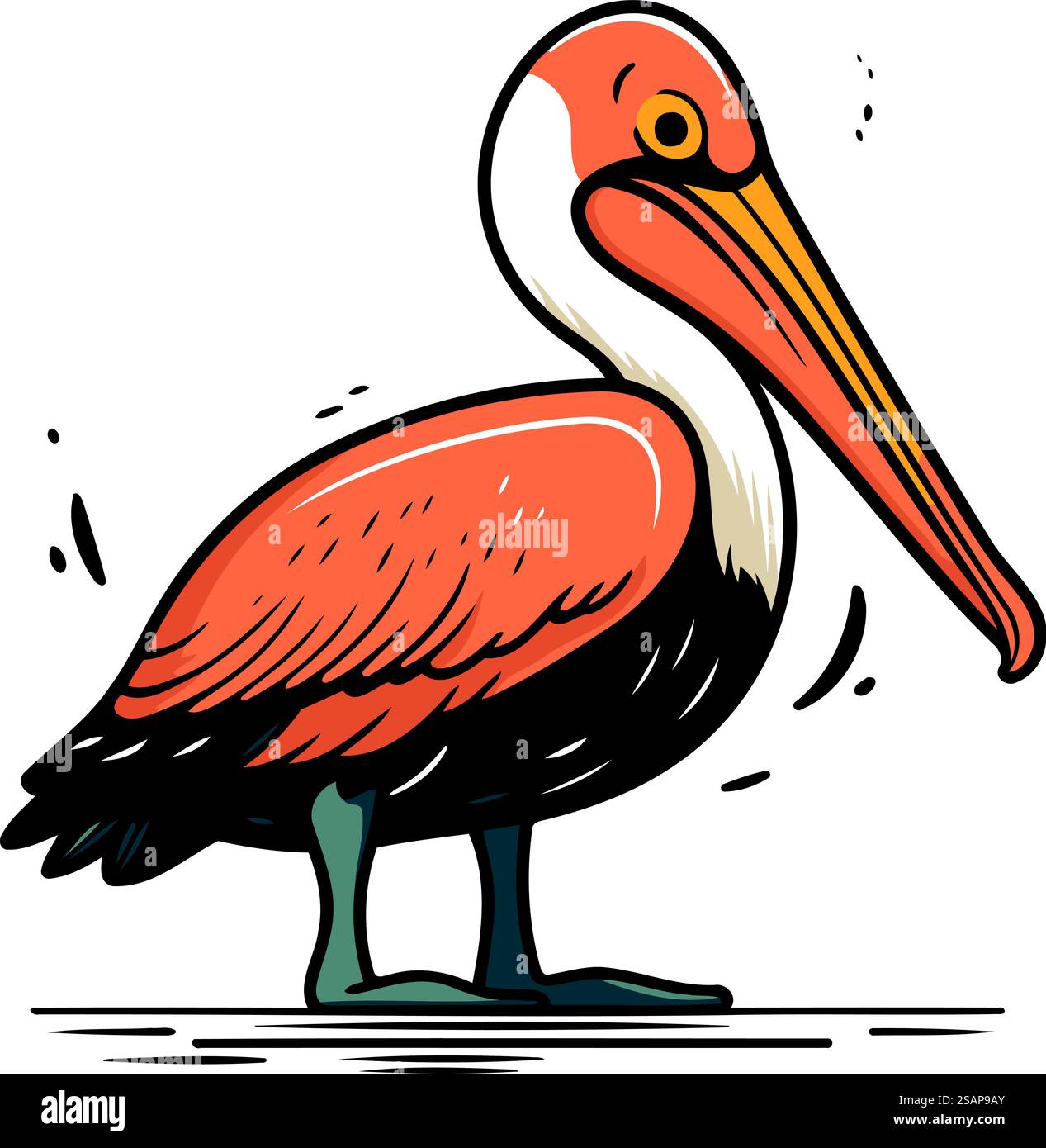 Pelican vector illustration. Hand drawn vector illustration of pelican ...