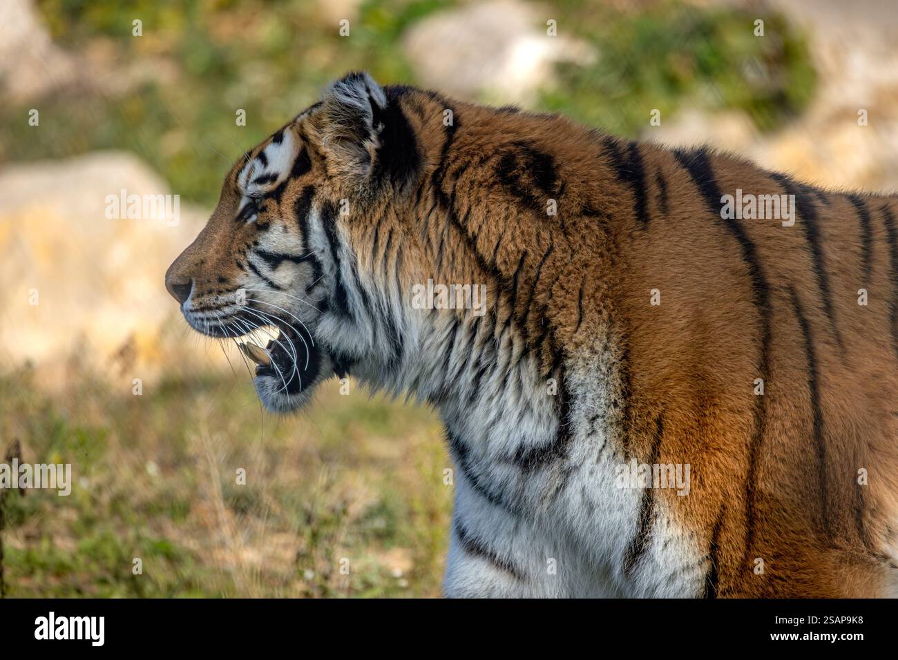tiger close-up, in an animal park Stock Photo - Alamy