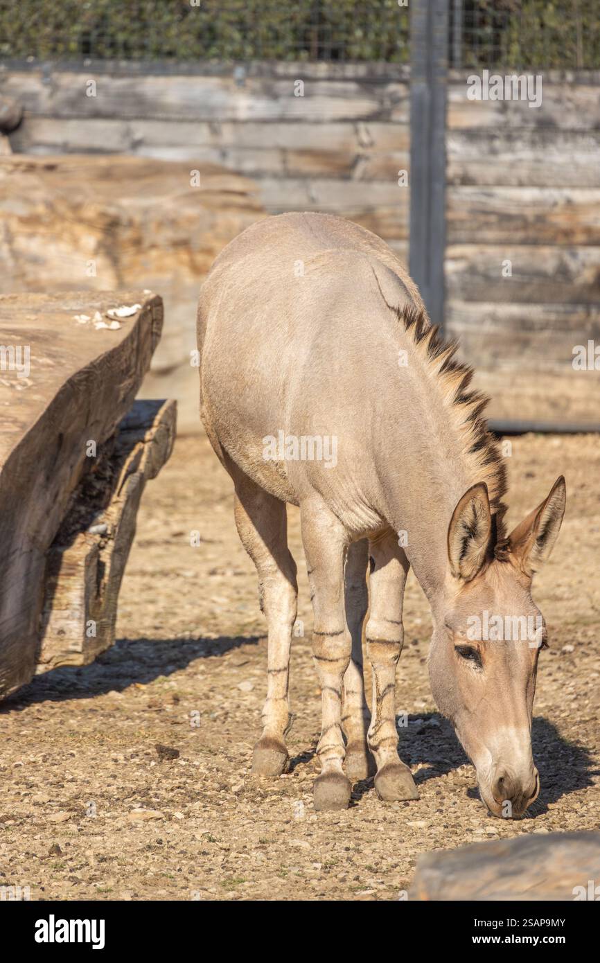 Somali donkey in a pen Stock Photo - Alamy