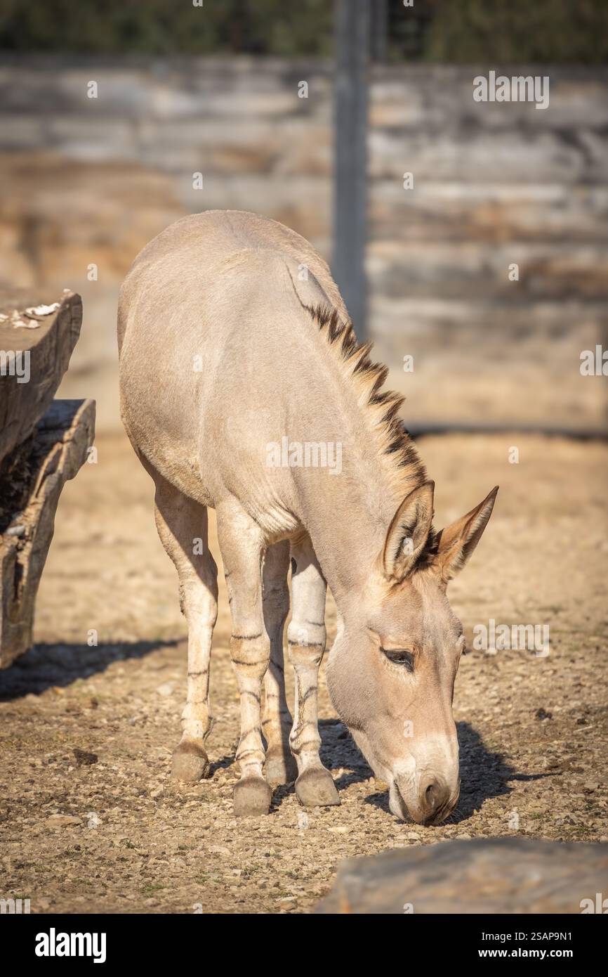 Somali donkey in a pen Stock Photo - Alamy