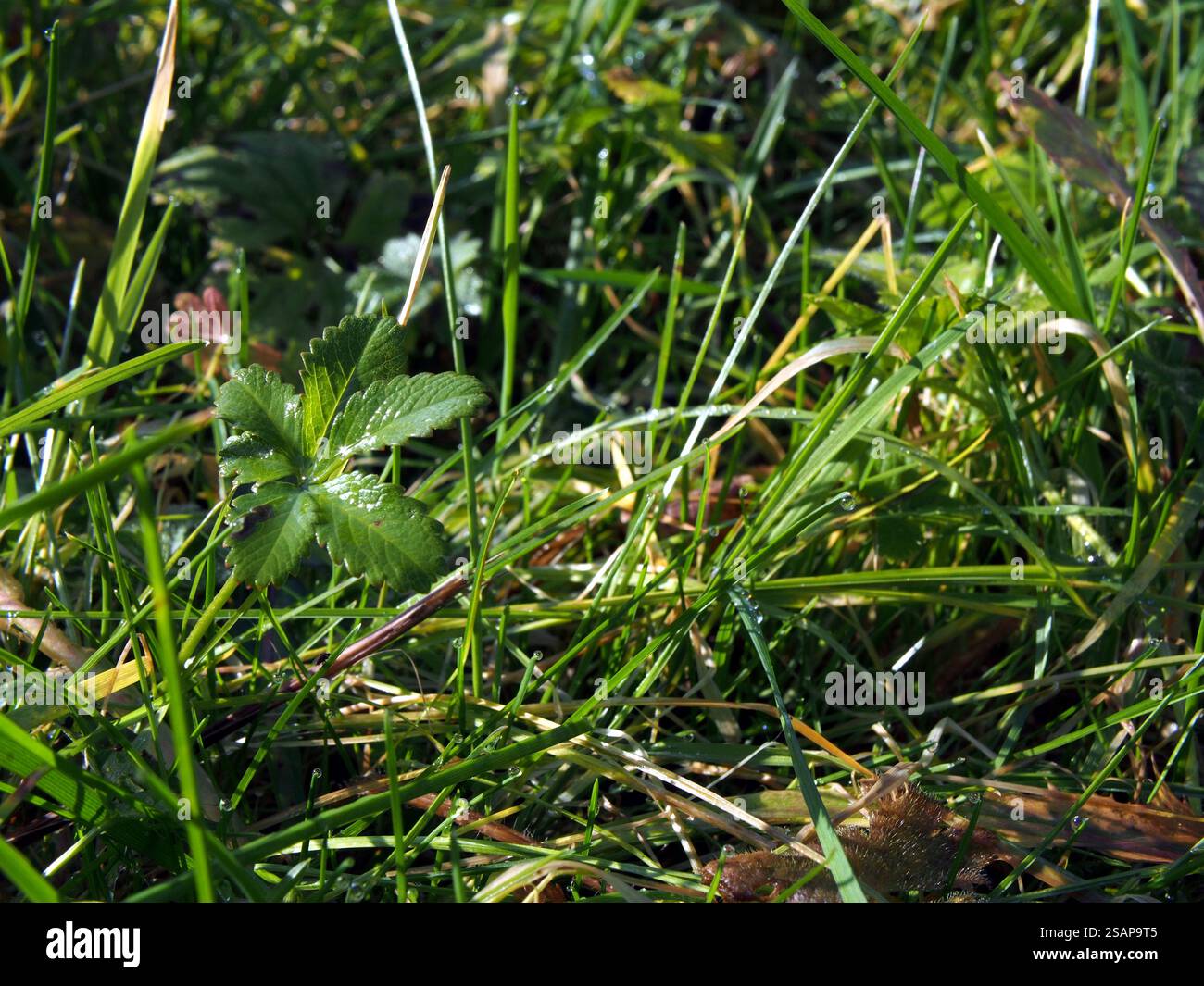 A single wet leaf of a mock strawberry (potentilla indica) also known ...