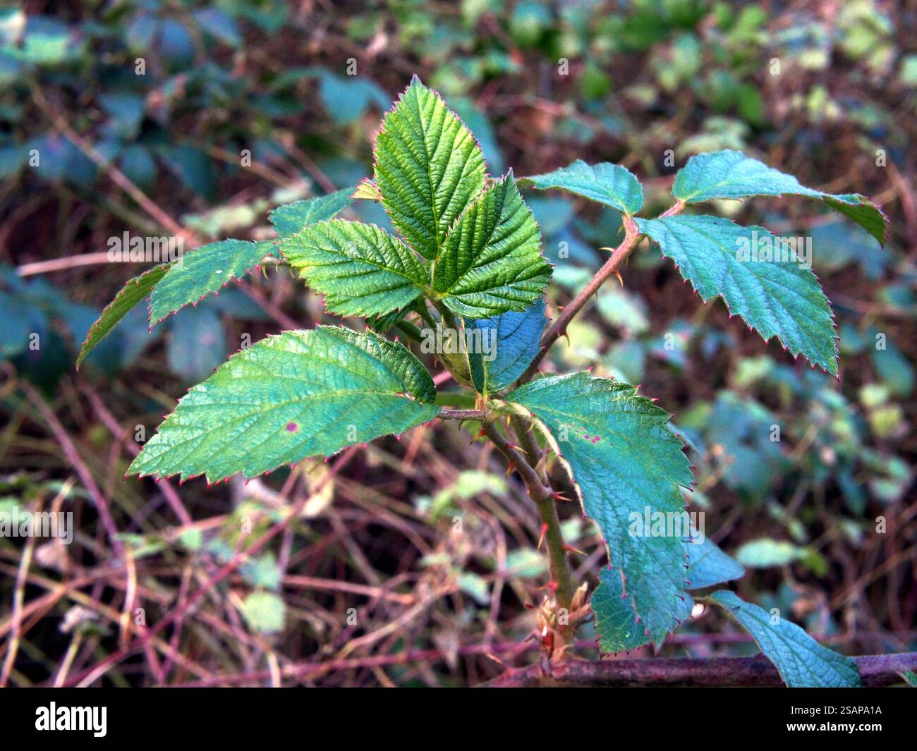 Blackberry thorns hi-res stock photography and images - Alamy