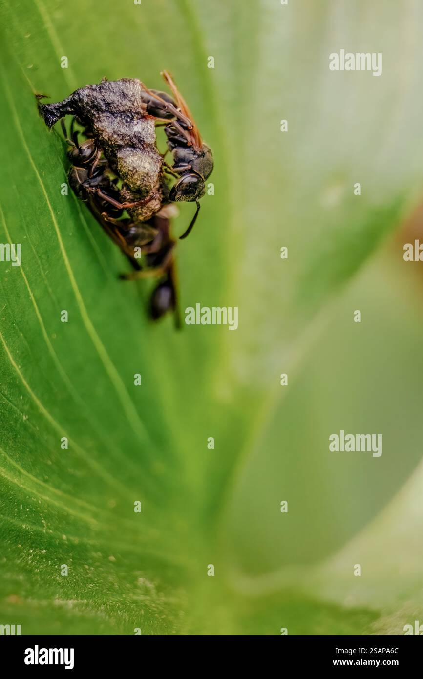 Macro photography of black paper wasps building a hive on a leaf ...
