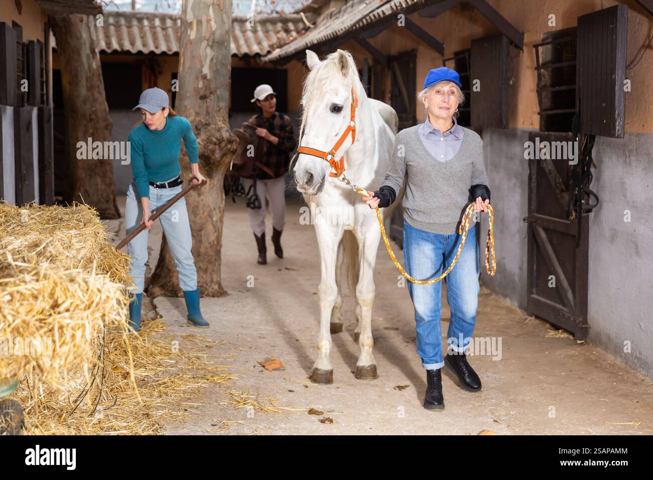 Backyard of the stables on typical autumn day - horse walking and ...