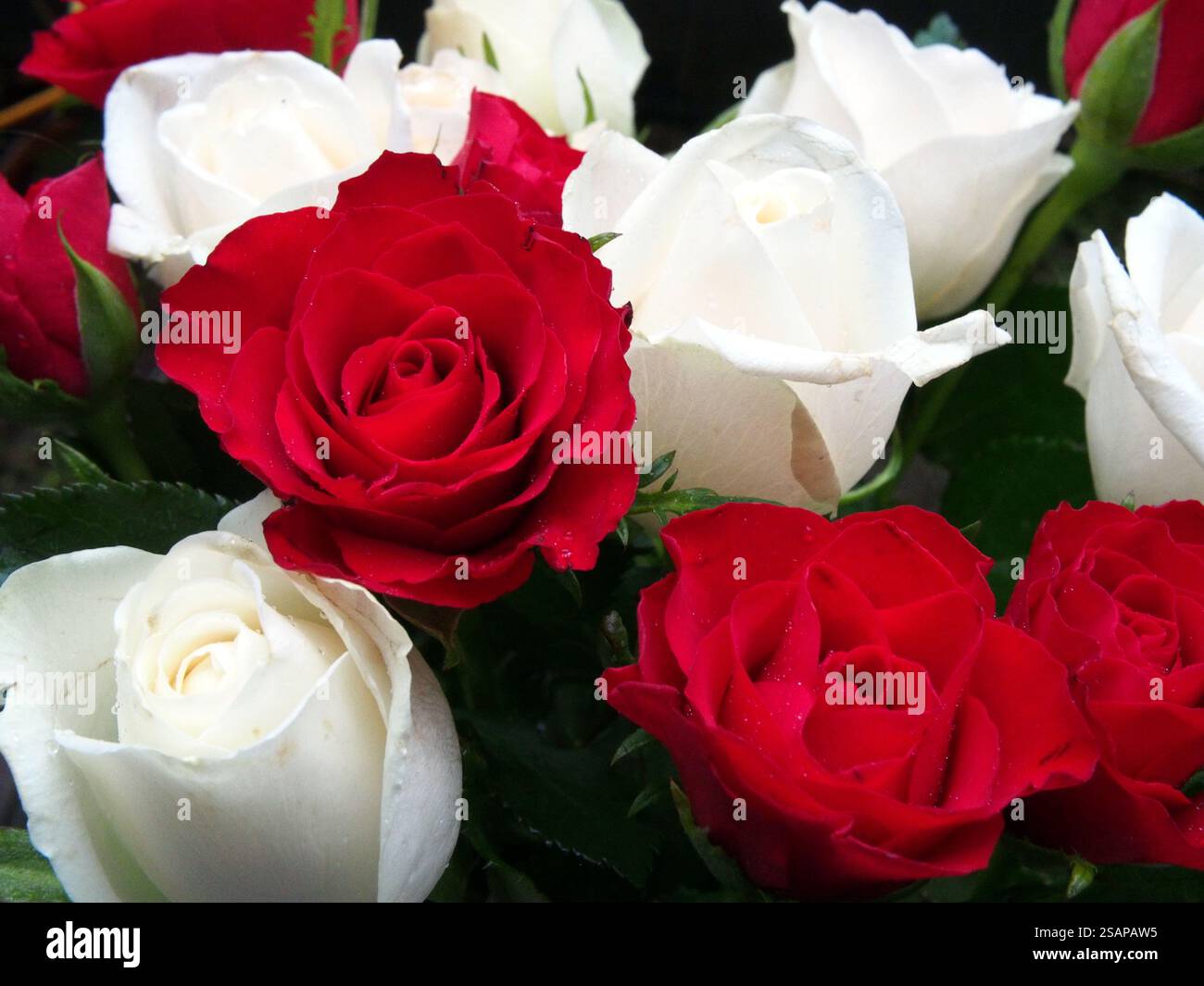 Red and white moss roses (Rosa × centifolia ‚Muscosa’). Concept ...