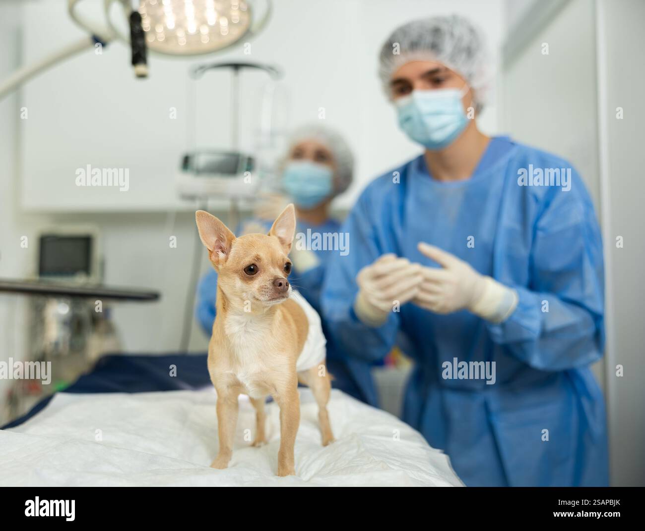 Doctors complete manipulations , treatment of chihuahua dog patient ...