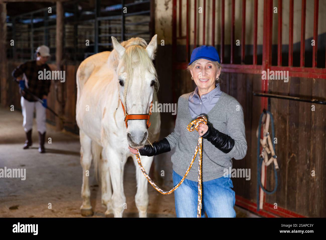Senior woman horse breeder leading white horse through horse barn Stock ...
