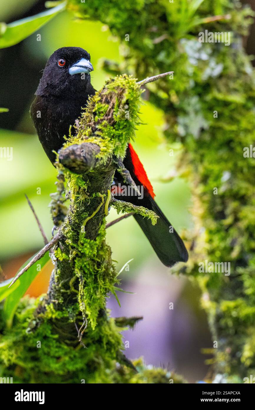 Scarlet rumped tanager red hi-res stock photography and images - Alamy