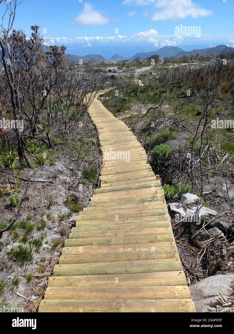 Wooden pathway on cape hi-res stock photography and images - Alamy