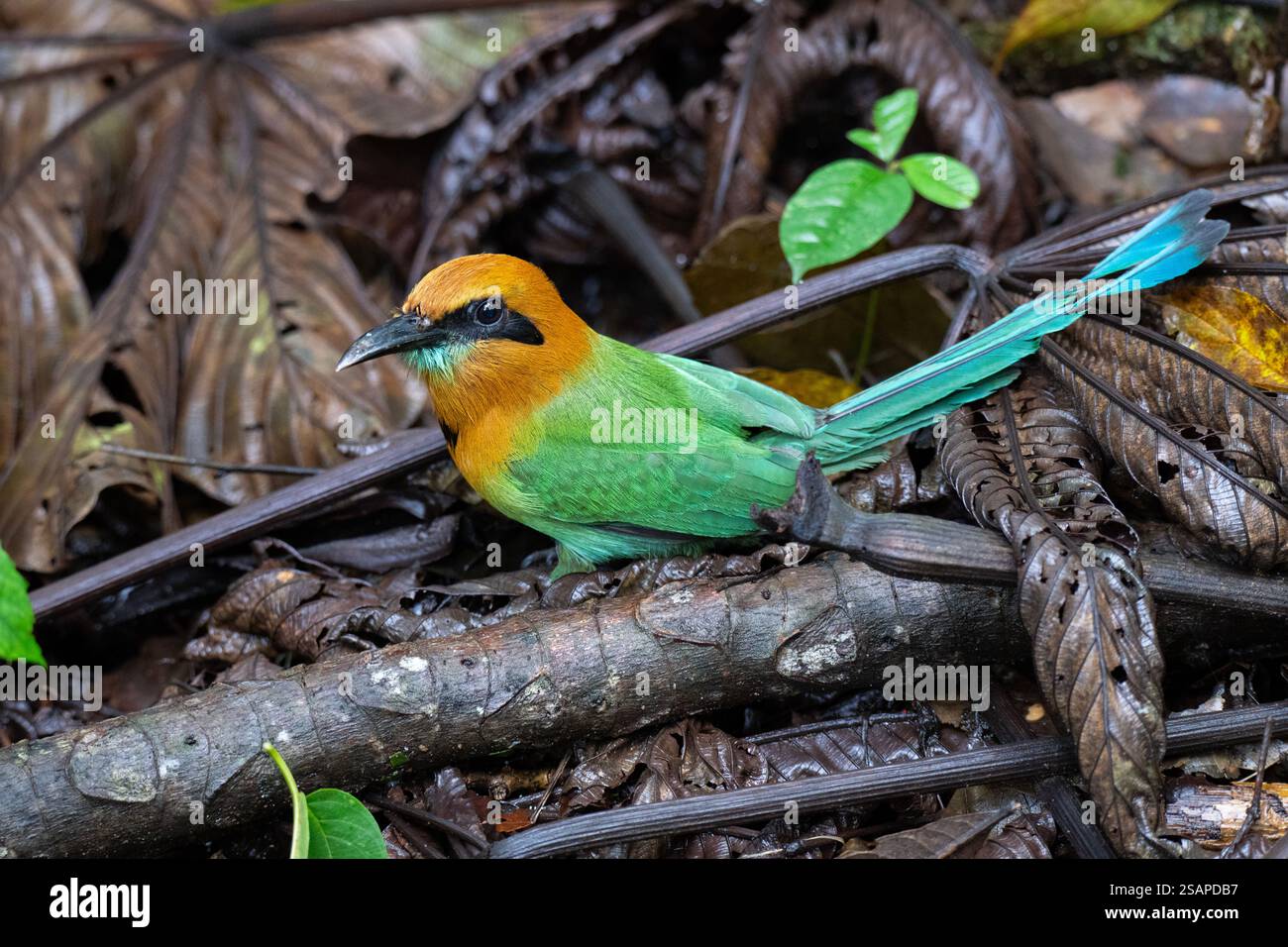 Costa Rica, Arenal. Broad-billed Motmot (Electron platyrhynchum) on ...