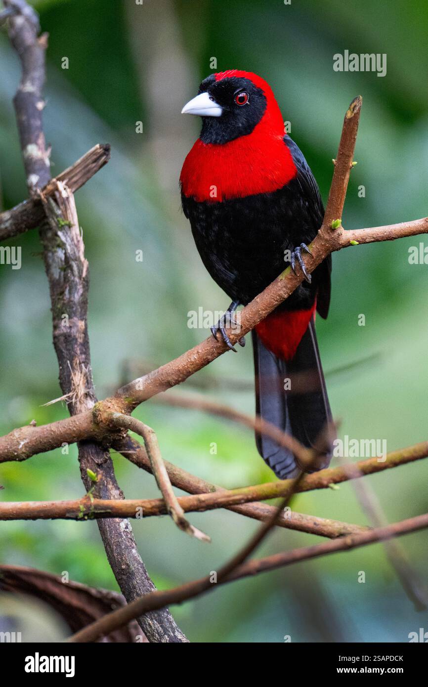 Crimson collared tanagers hi-res stock photography and images - Alamy