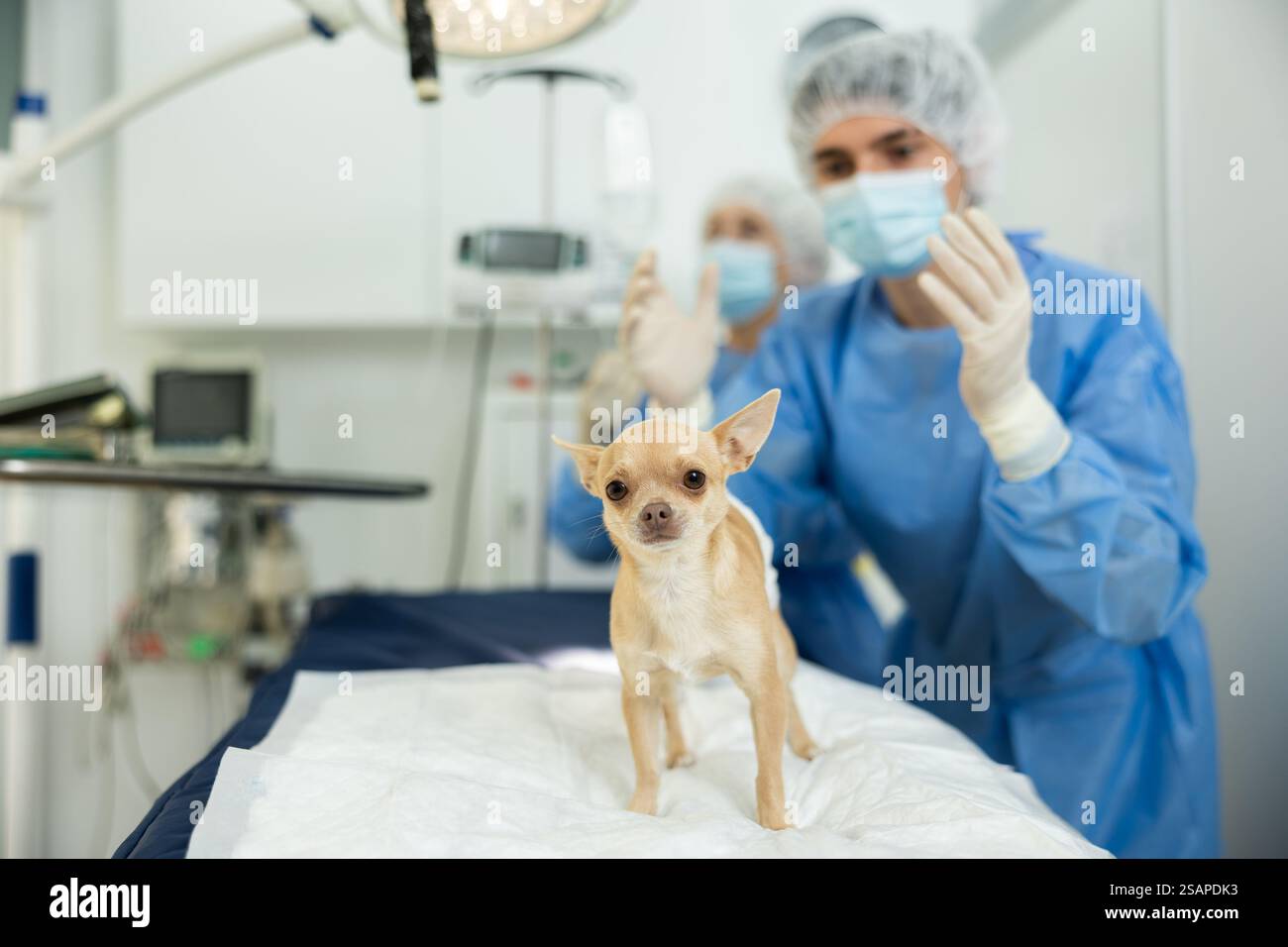 Chihuahua with bandaged abdomen standing after procedure on operating ...