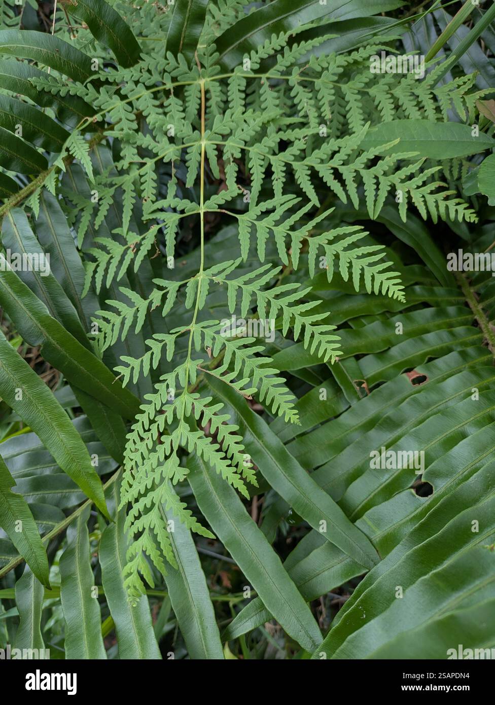 fern leaves south africa Stock Photo - Alamy