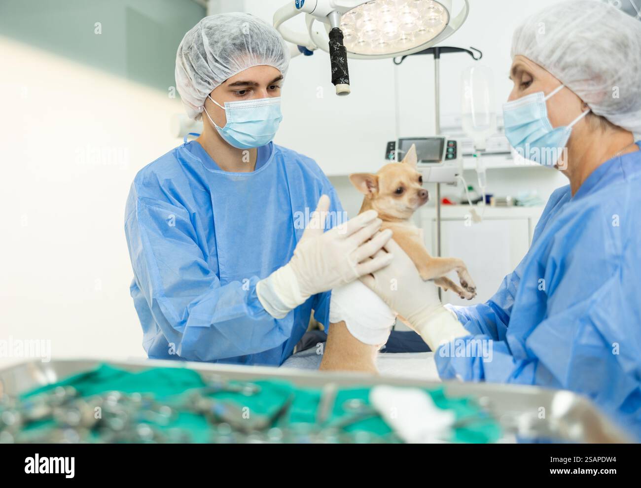 Doctors complete manipulations , treatment of chihuahua dog patient ...