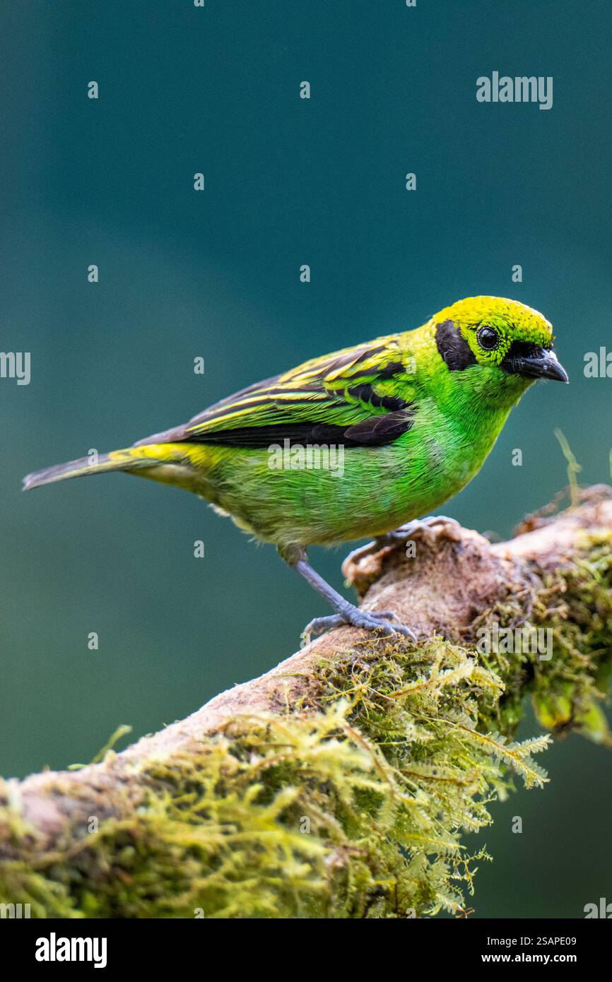 Costa Rica, Arenal. Emerald Tanager (Tangara florid Stock Photo - Alamy