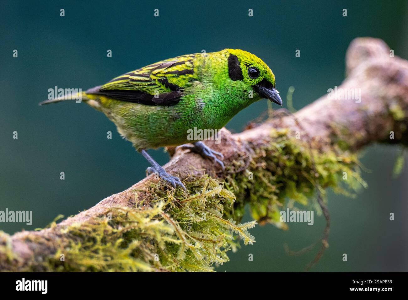 Costa Rica, Arenal. Emerald Tanager (Tangara florid Stock Photo - Alamy