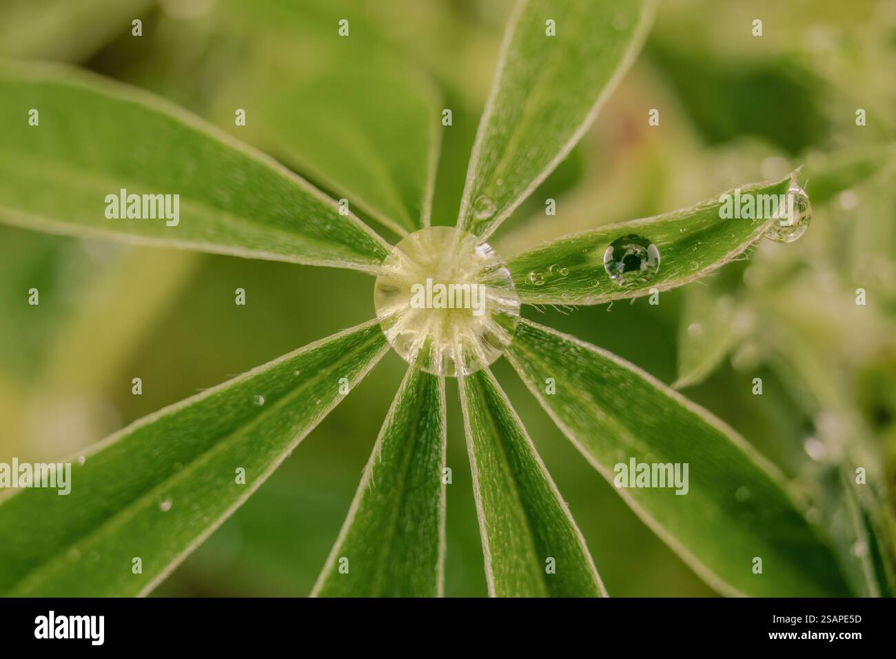 Macro photography of raindrops on leaves, in a farm in the eastern ...