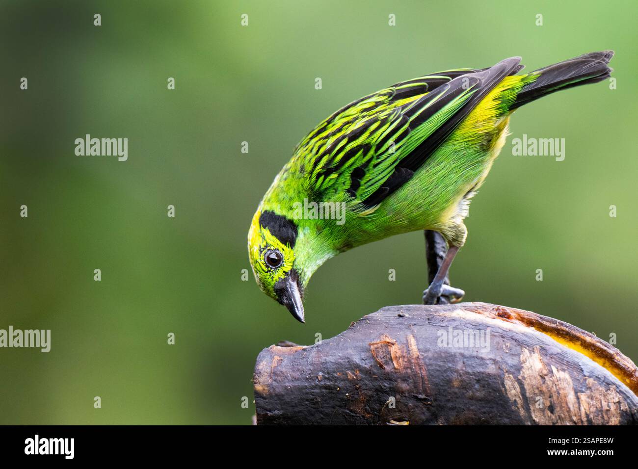 Costa Rica, Arenal. Emerald Tanager (Tangara florid Stock Photo - Alamy