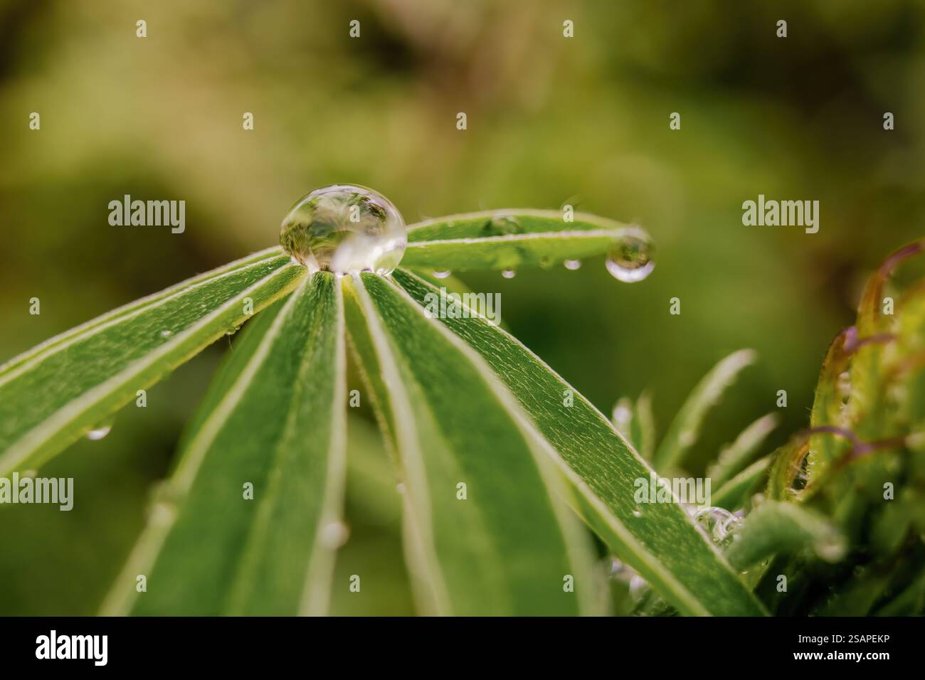 Macro photography of raindrops on leaves, in a farm in the eastern ...