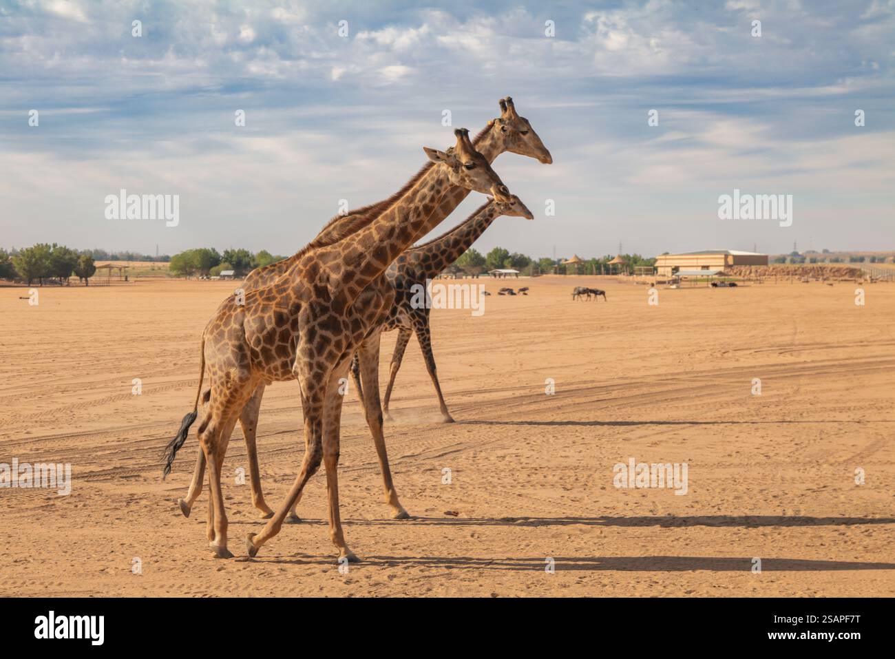 Three Giraffes Walking in a Desert Landscape. Saudi Arabia. Safari Stock Photo - Alamy