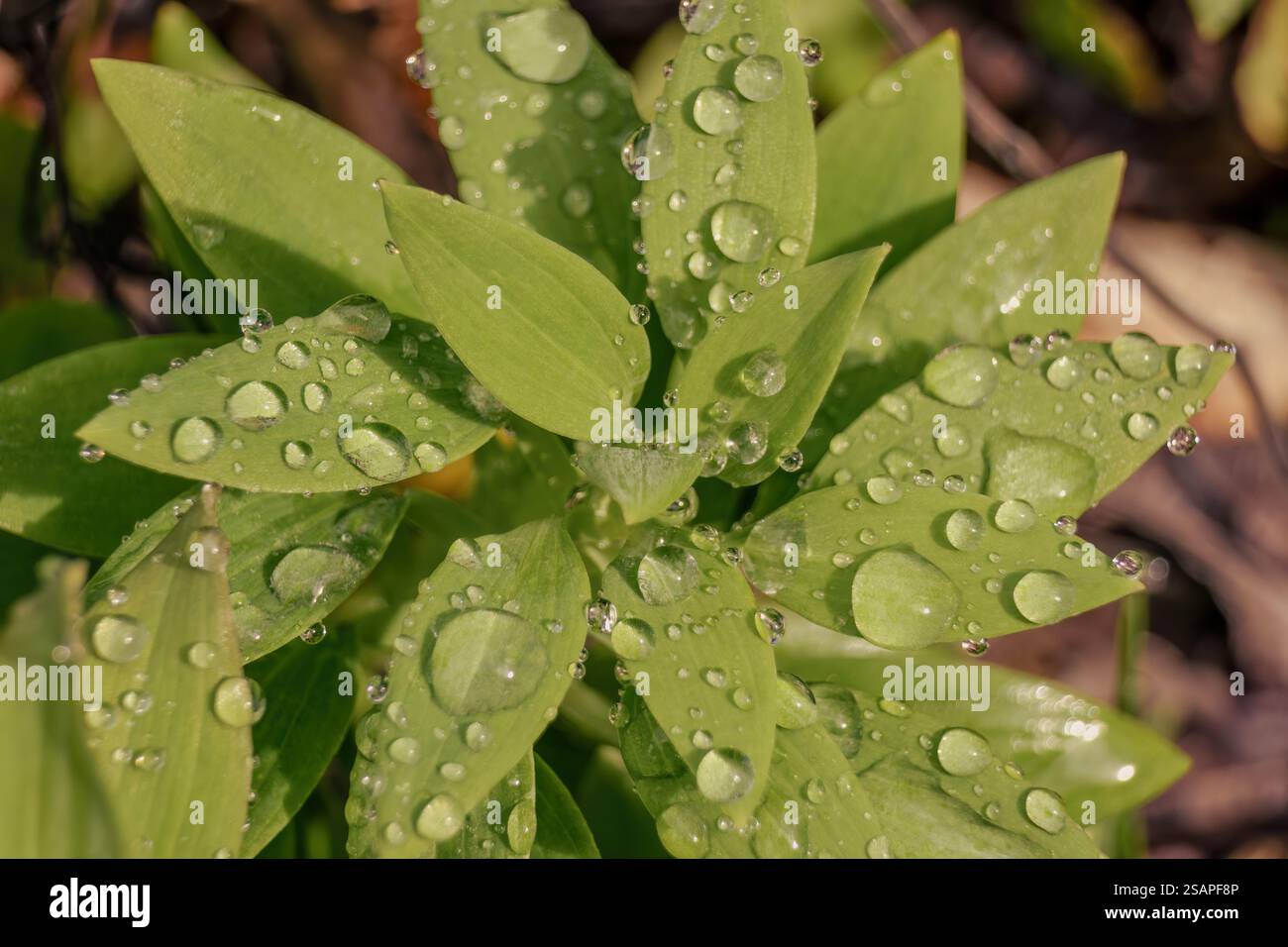 Macro photography of raindrops on leaves, in a farm in the eastern ...