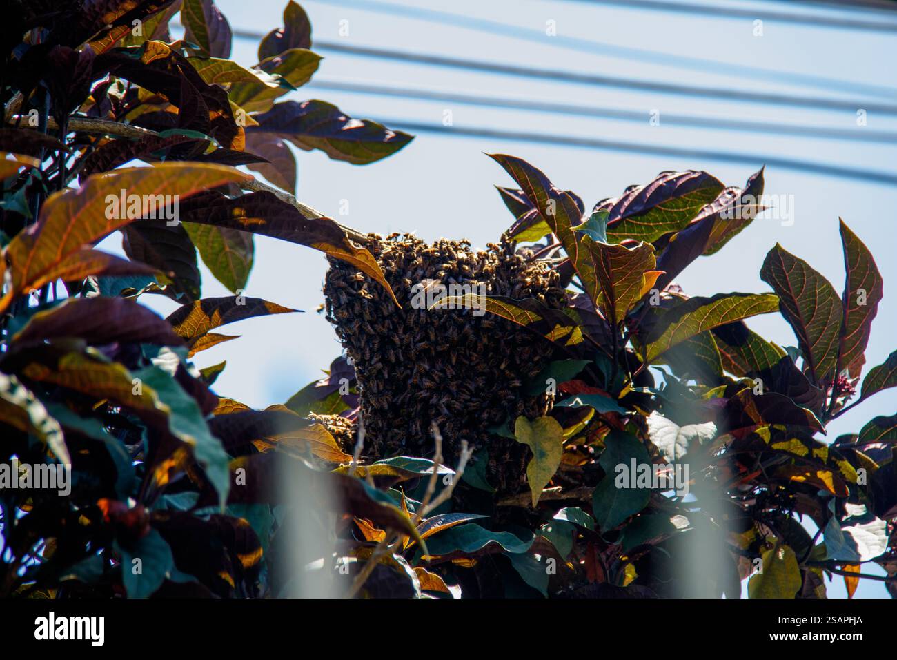 Healthy swarm of honey bees hi-res stock photography and images - Alamy