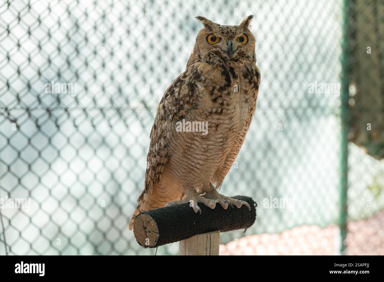Saudi arabia animal sanctuary hi-res stock photography and images - Alamy